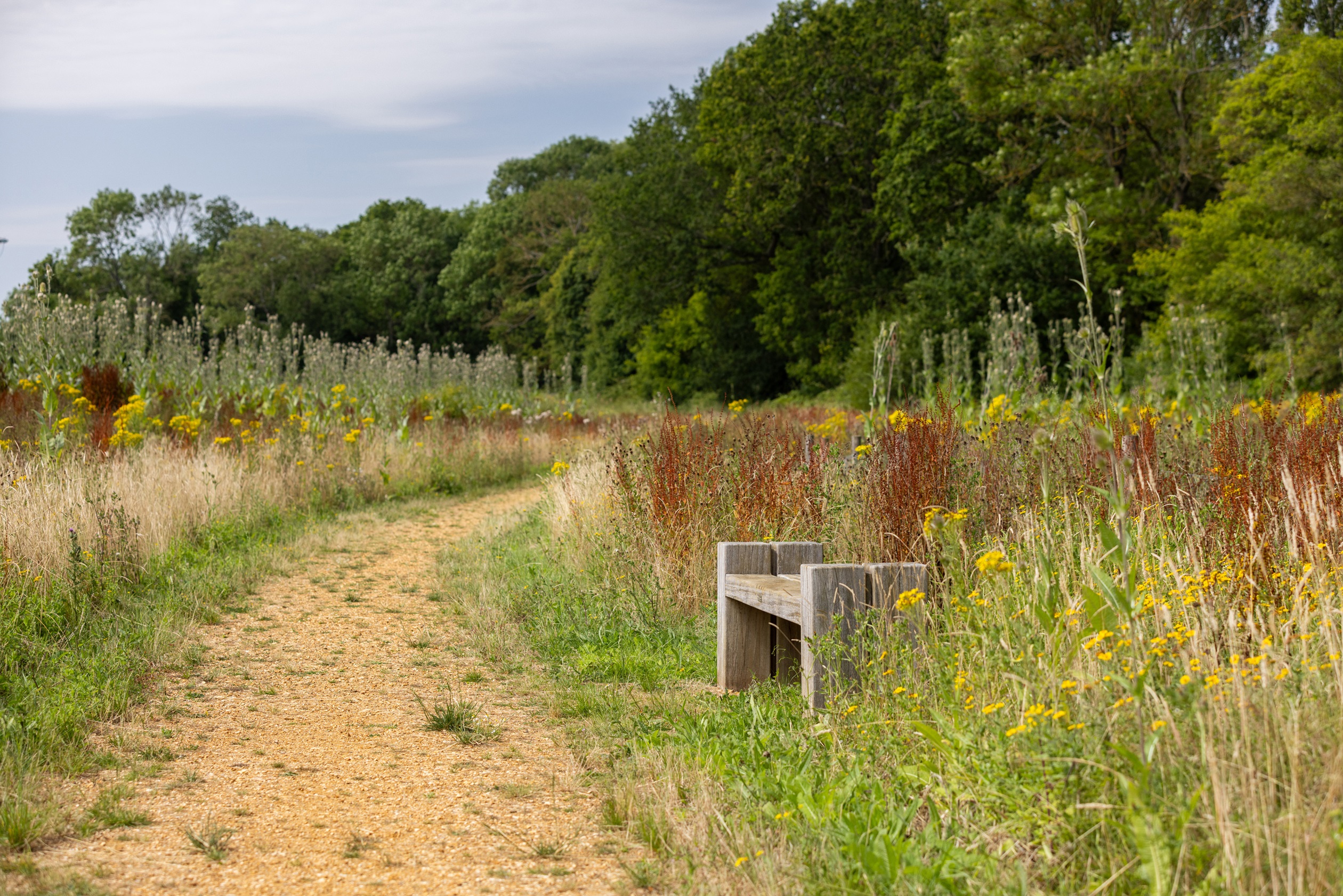 Finchwood Park: New homes in Finchampstead, Berkshire | David Wilson Homes