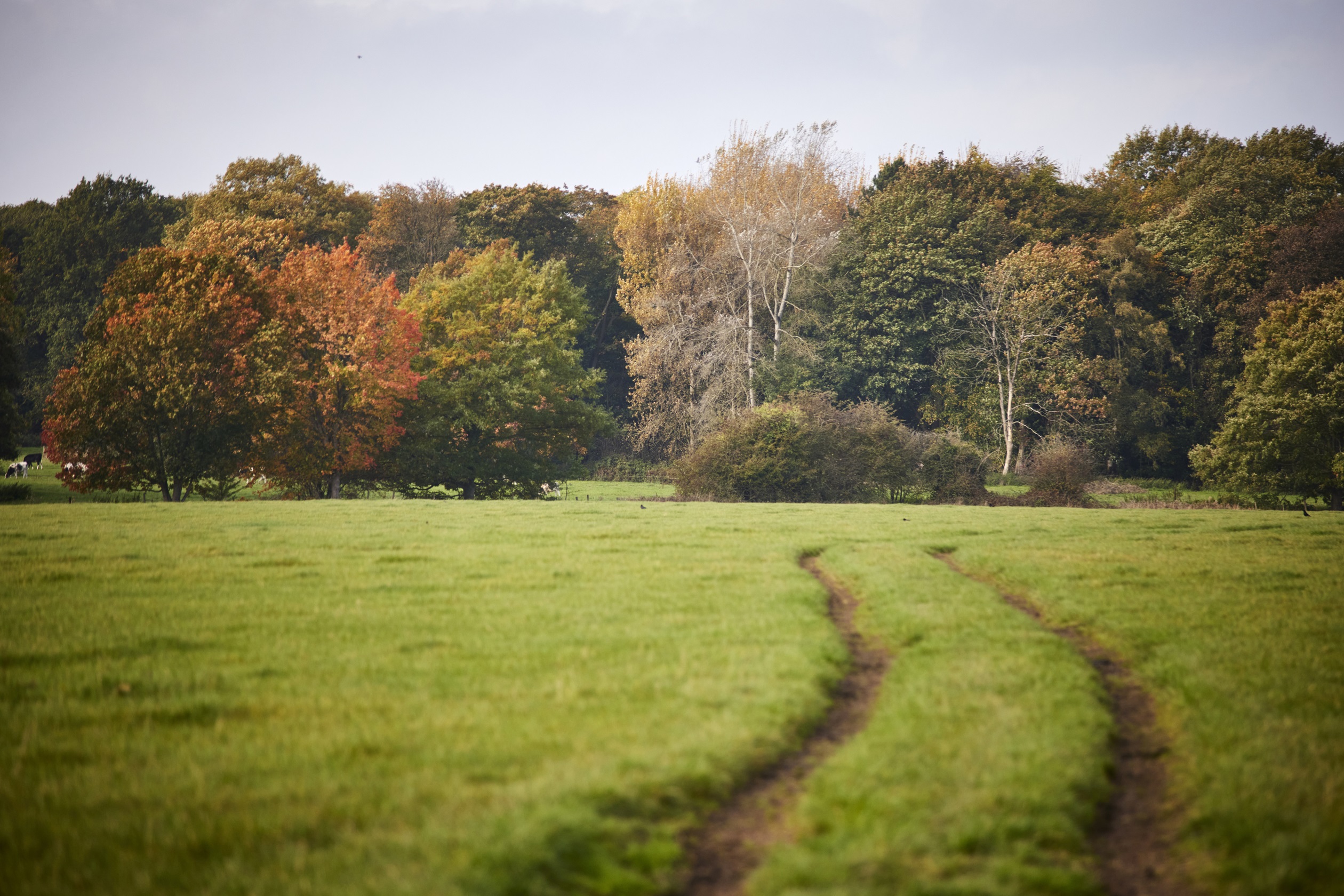 Sydney Place: New homes in Crewe, Cheshire | David Wilson Homes