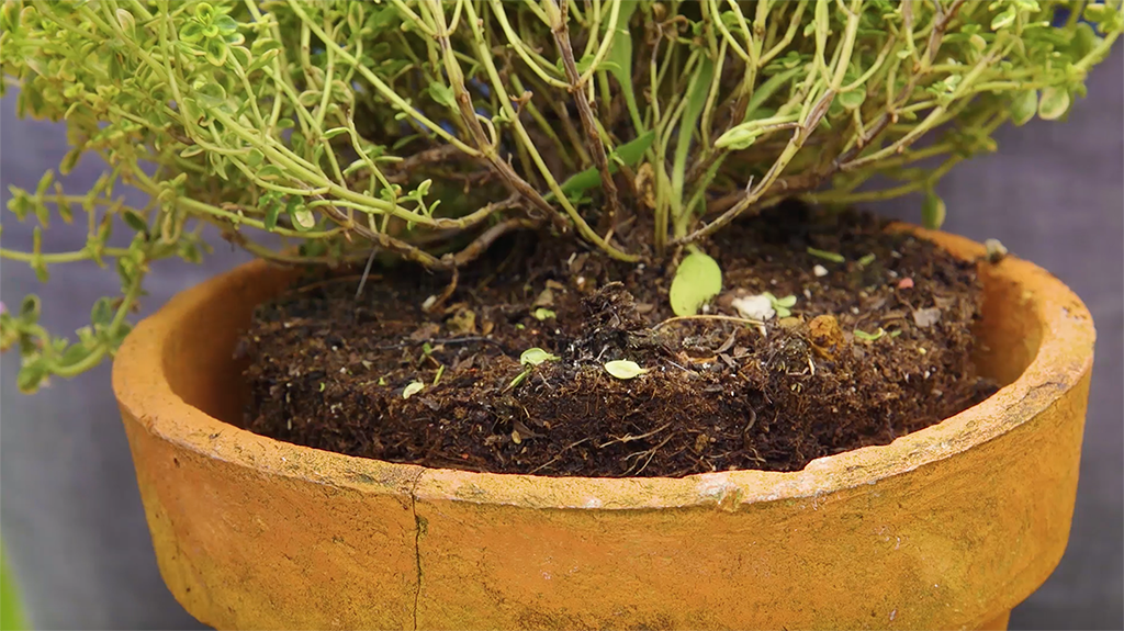 How to plant in containers with expert | DWH